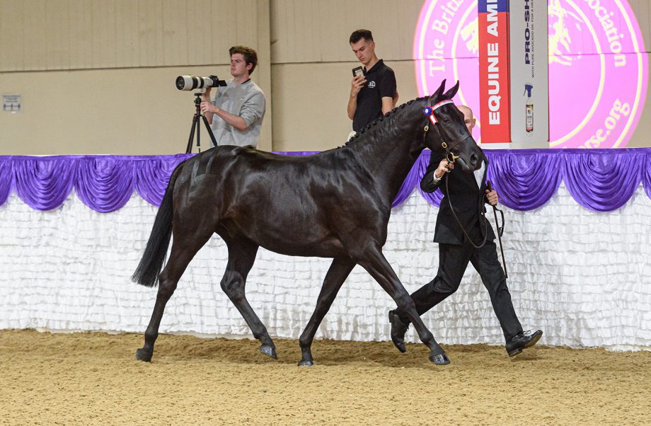 17 winners from the 2021 BSHA championships - Horse & Hound