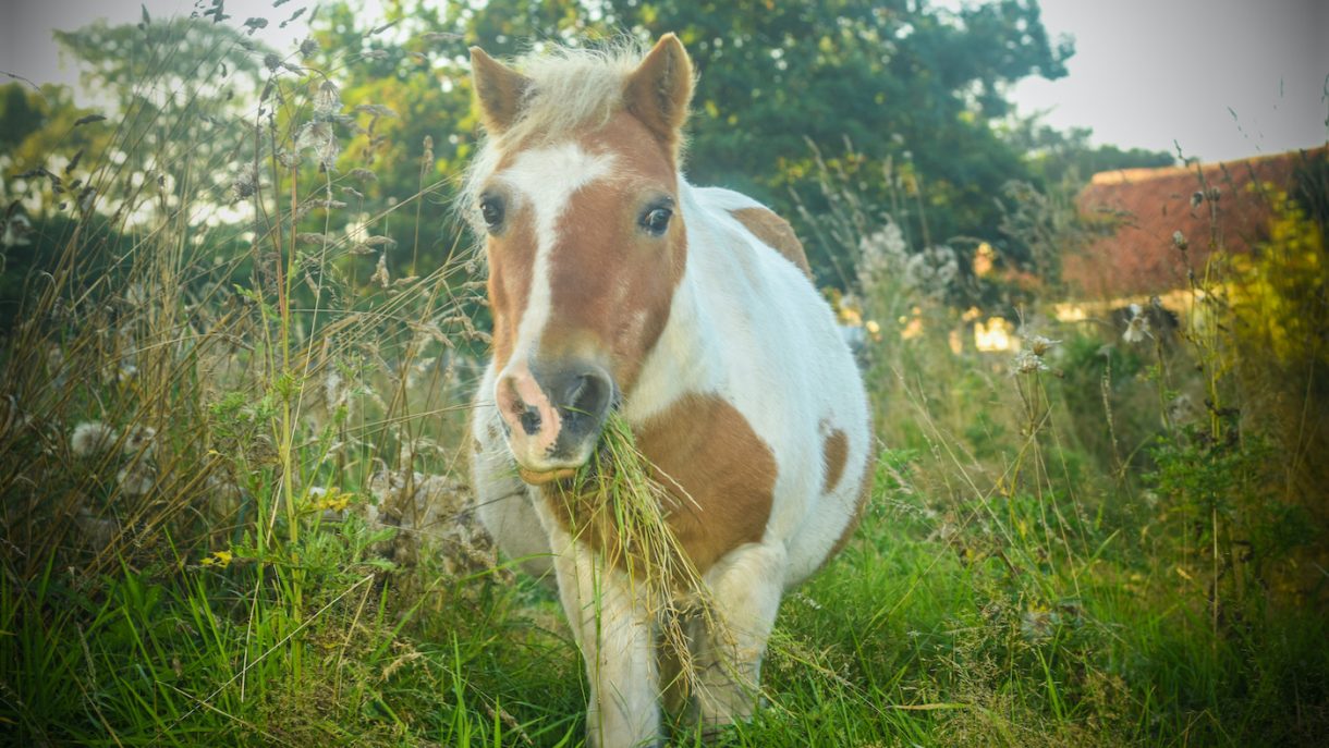 ‘I’d be lost without him’: 50-year-old pony wins hearts — and delivers ...