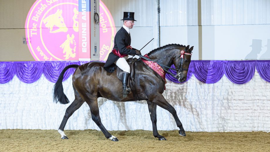 17 winners from the 2021 BSHA championships - Horse & Hound