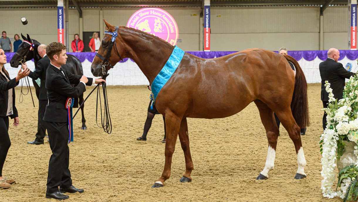 17 winners from the 2021 BSHA championships - Horse & Hound