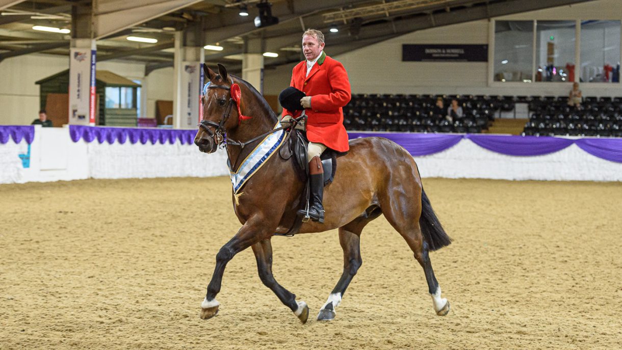 Great British In-Hand Show: Final foray for influential stallion ...