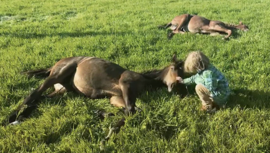 A snoozy foal and 10 other great bits of horsey social media this week ...