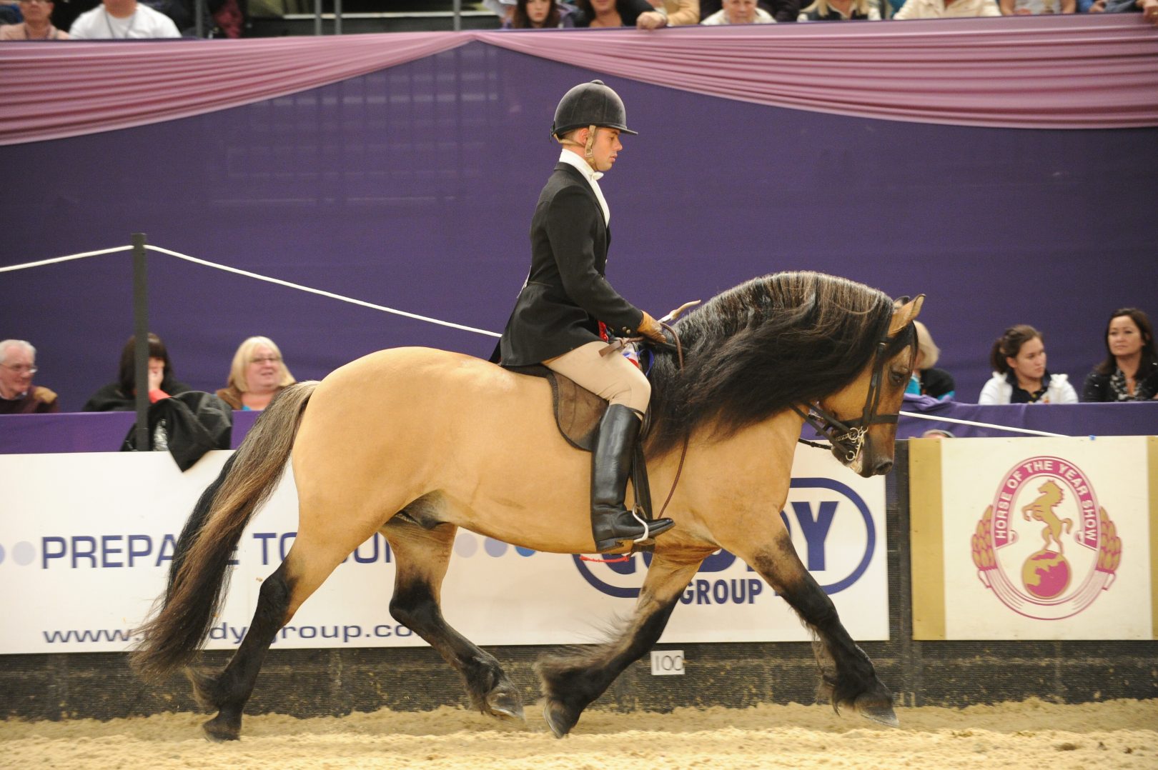 Want to buy a Highland pony? Look no further... - Horse & Hound