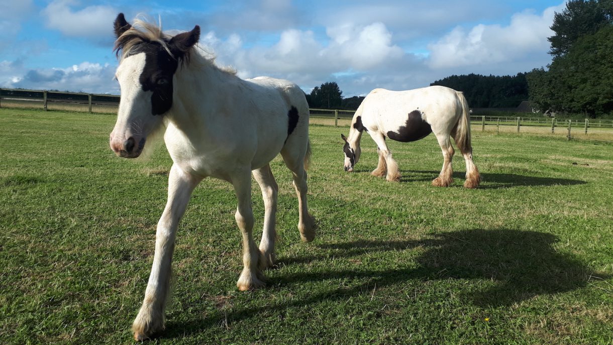 Two foals ‘will never know the cruelty and neglect that their mothers ...
