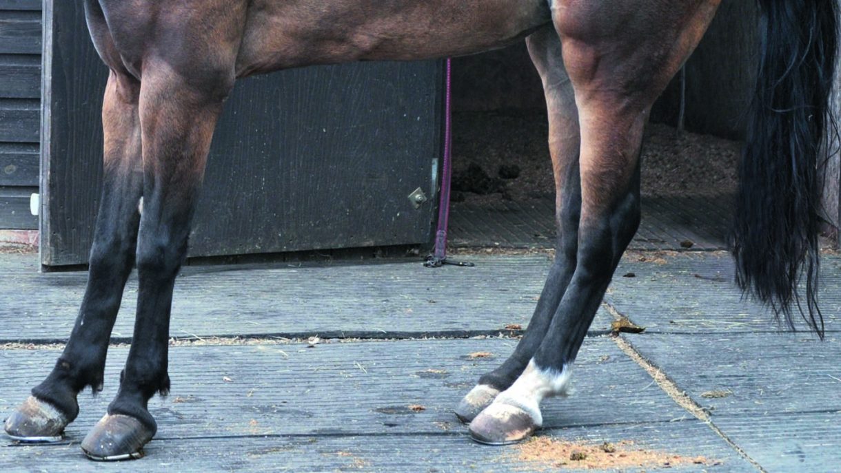 Laminitis in horses: signs, causes, treatment and prevention