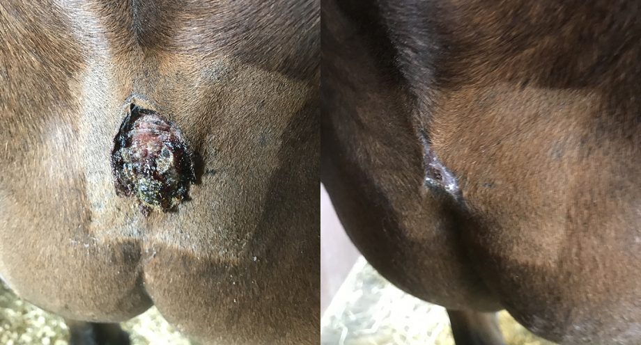 Sarcoids in horses: all you need to know | Horse & Hound's vet library