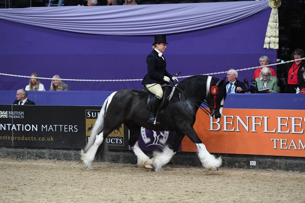 HOYS 2021: Gallery of show ring winners - Horse & Hound