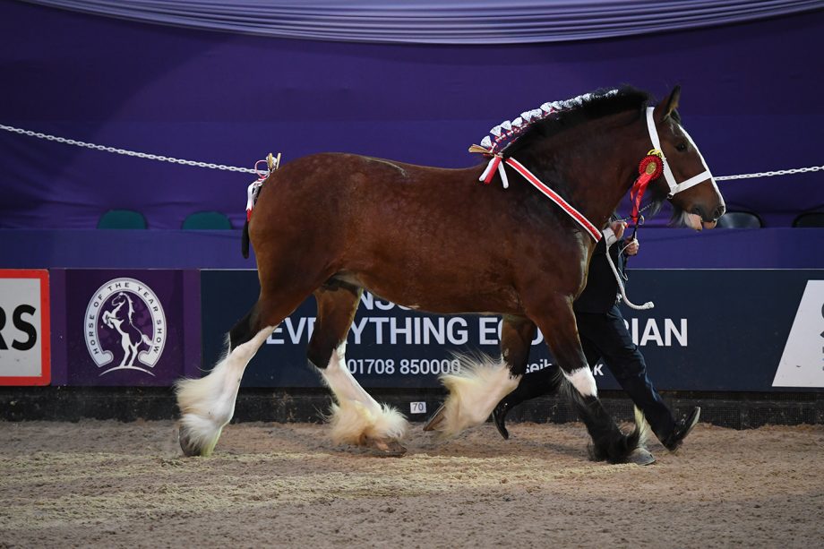 HOYS 2021: Gallery of show ring winners - Horse & Hound