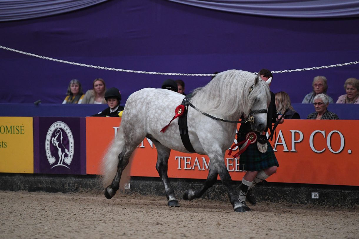 HOYS 2021: Gallery of show ring winners - Horse & Hound
