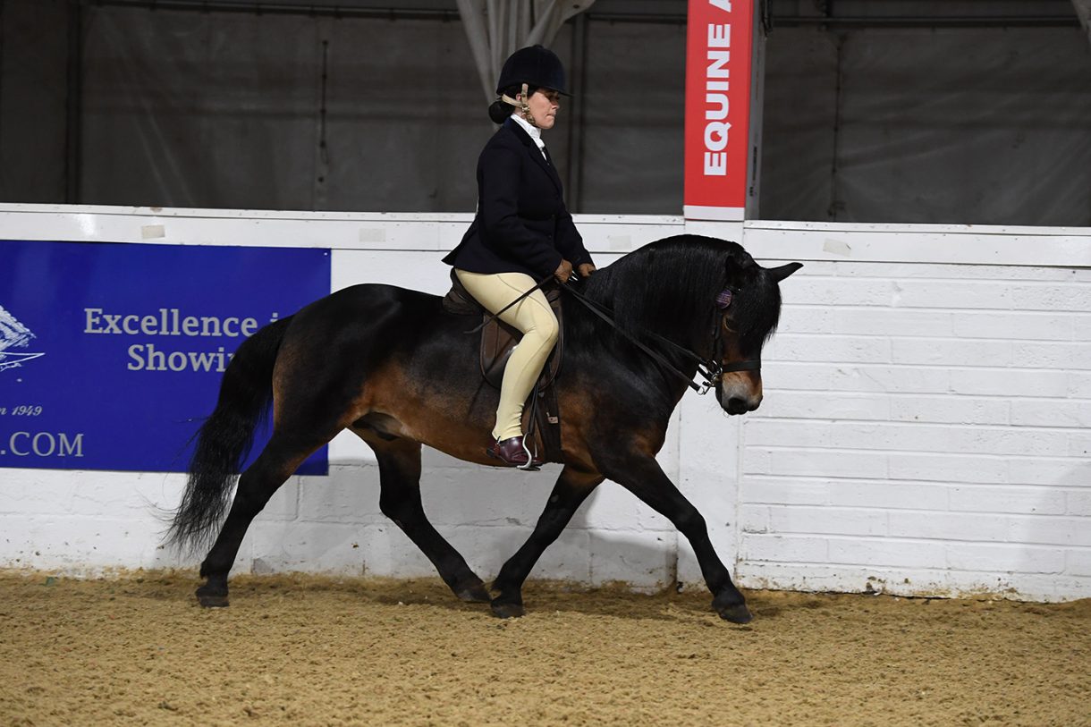 35 native ponies who reigned at the 2021 BSPS Heritage championship ...