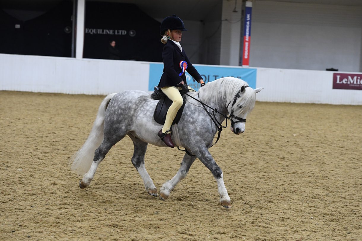 35 native ponies who reigned at the 2021 BSPS Heritage championship ...