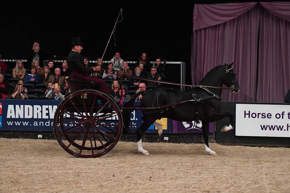 HOYS 2021: Gallery of show ring winners - Horse & Hound
