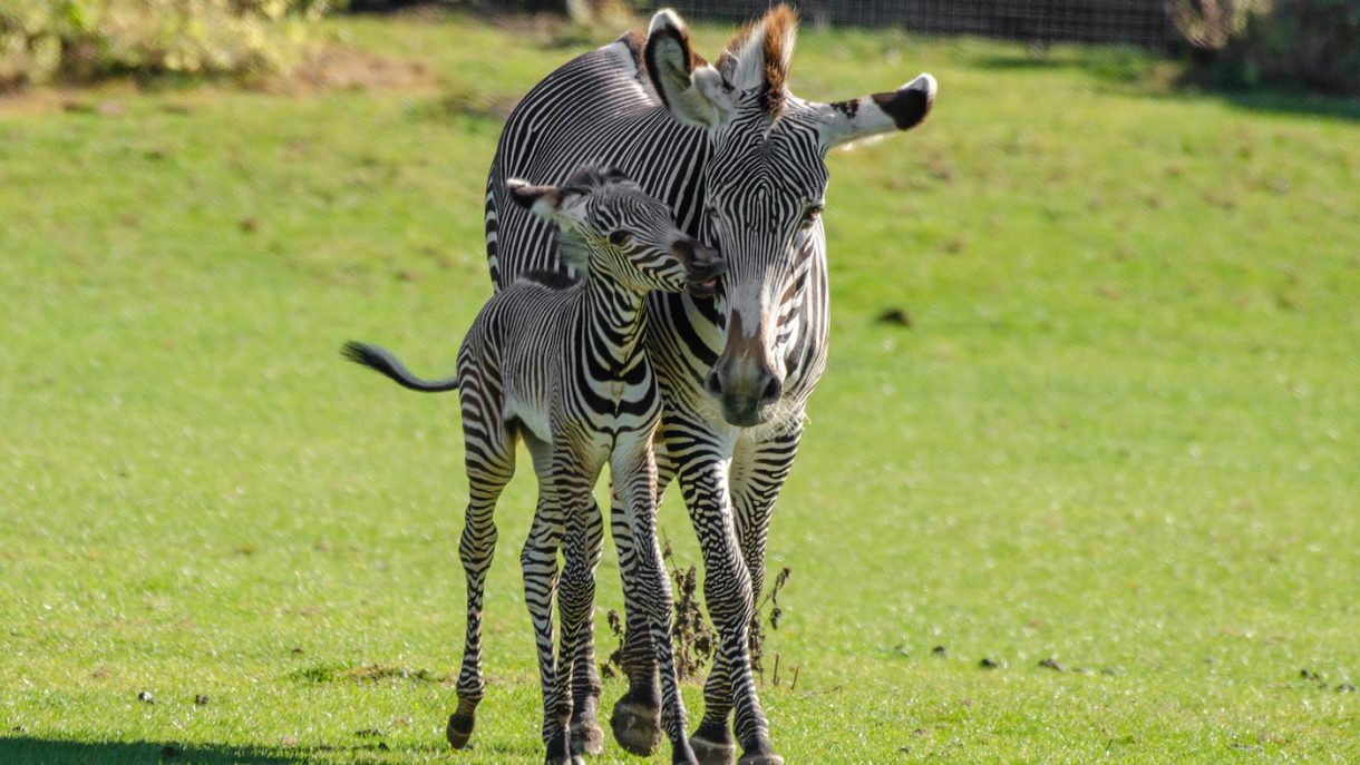 Photographer surprised by rare spotted zebra - Horse & Hound