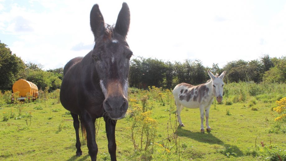 “Miracle mule” born - Horse & Hound