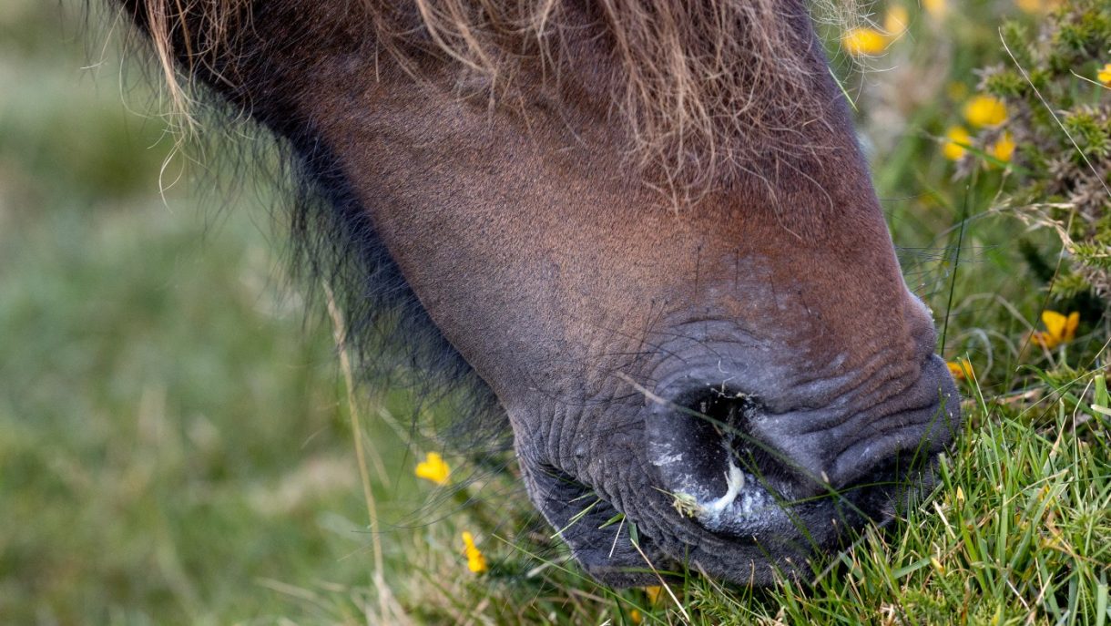 Strangles in horses: all you need to know — Horse & Hound