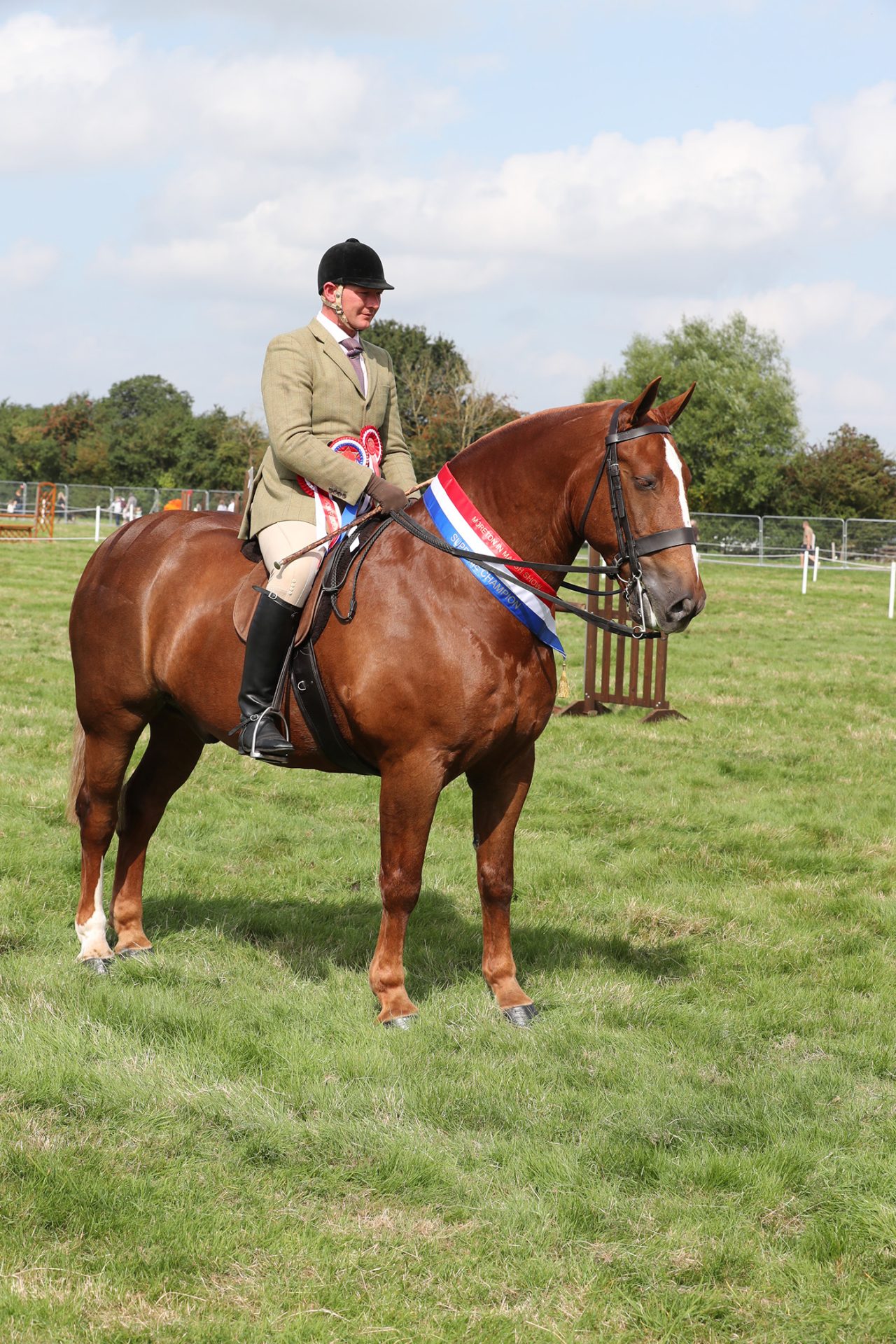 9 top show cobs snapped during the 2021 show season - Horse & Hound