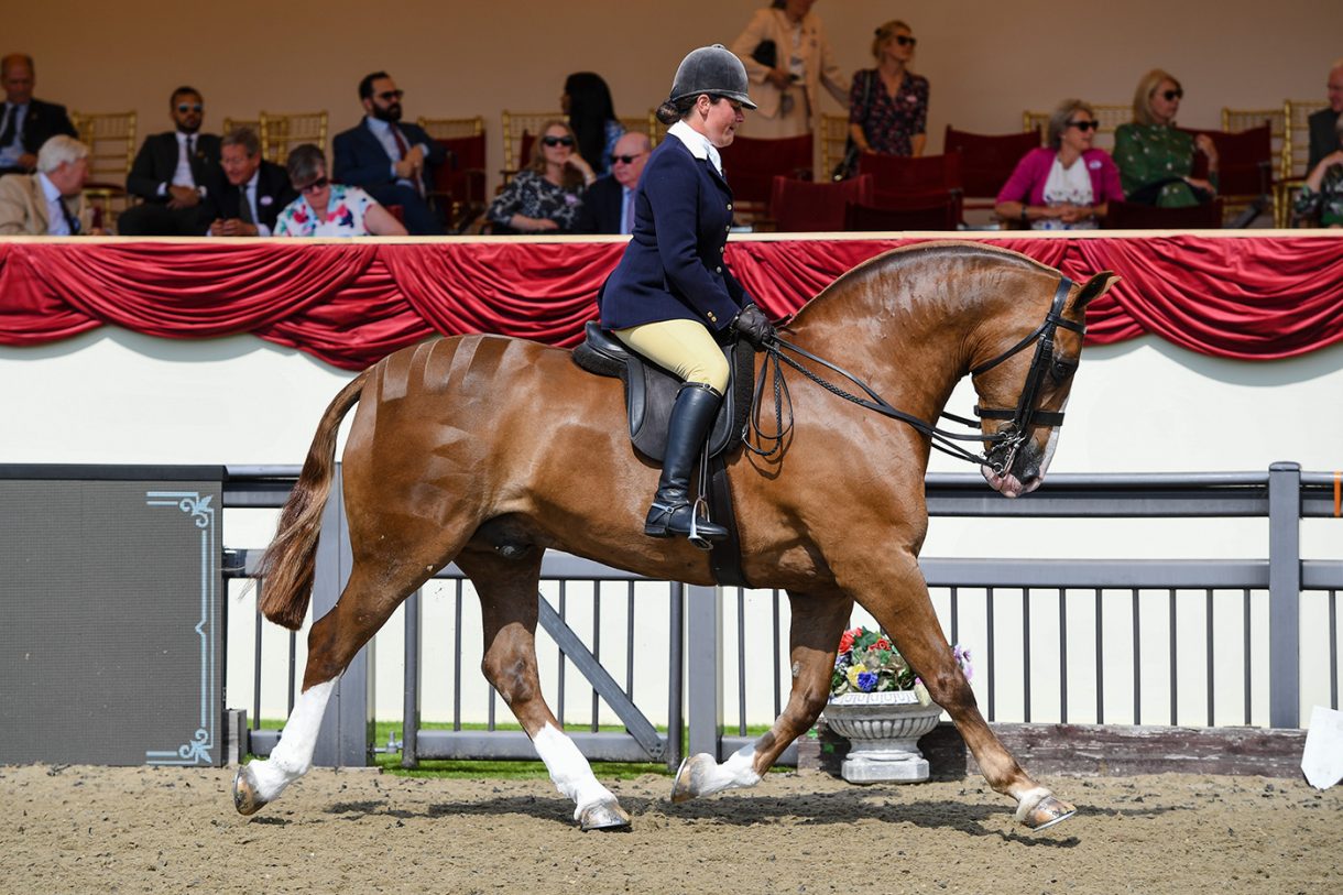 9 top show cobs snapped during the 2021 show season - Horse & Hound