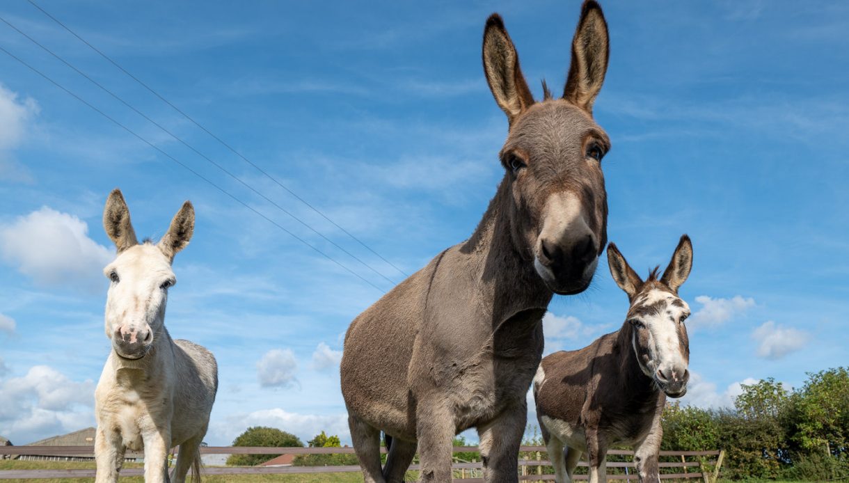 Message to struggling owners as donkeys with overgrown hooves rescued