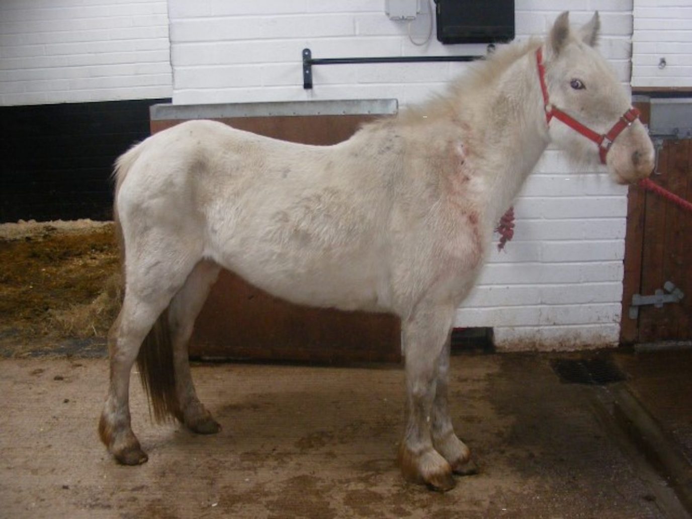 ‘The rest is history’: abandoned pony enjoying new life after ‘makeover’