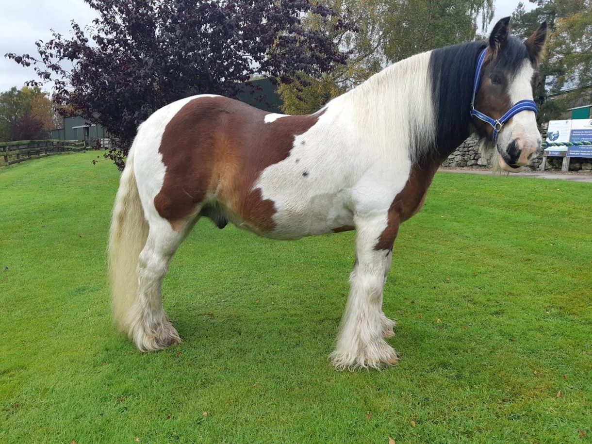 Months of hard work pays off for rescued morbidly obese ponies - Horse ...