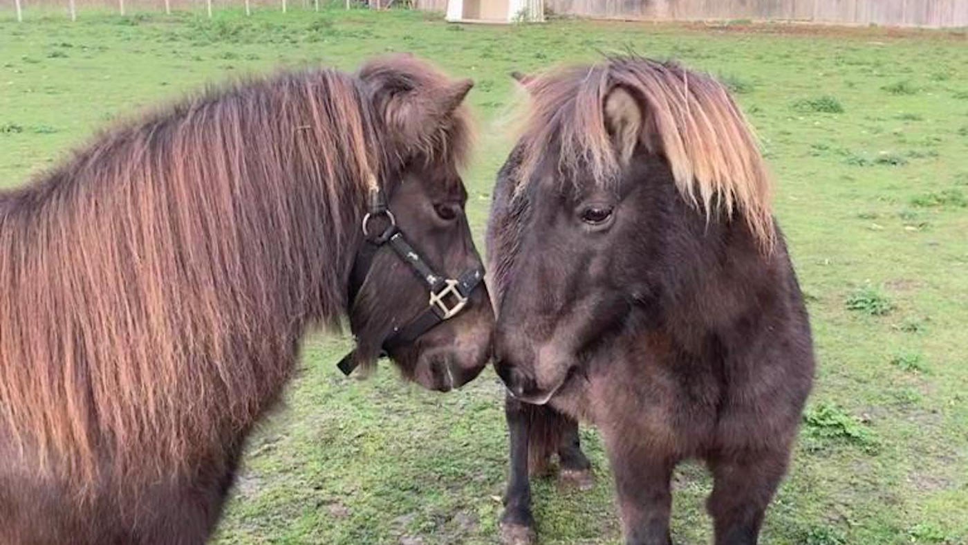 ‘Living their best lives’: rescued ponies’ joy at reunion after five ...