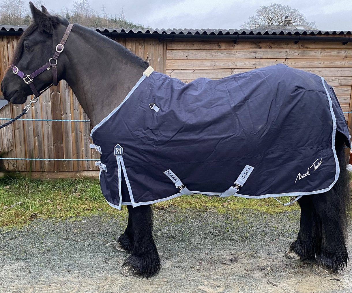 Mark Todd Autumner rug *H&H Approved* review | Horse & Hound