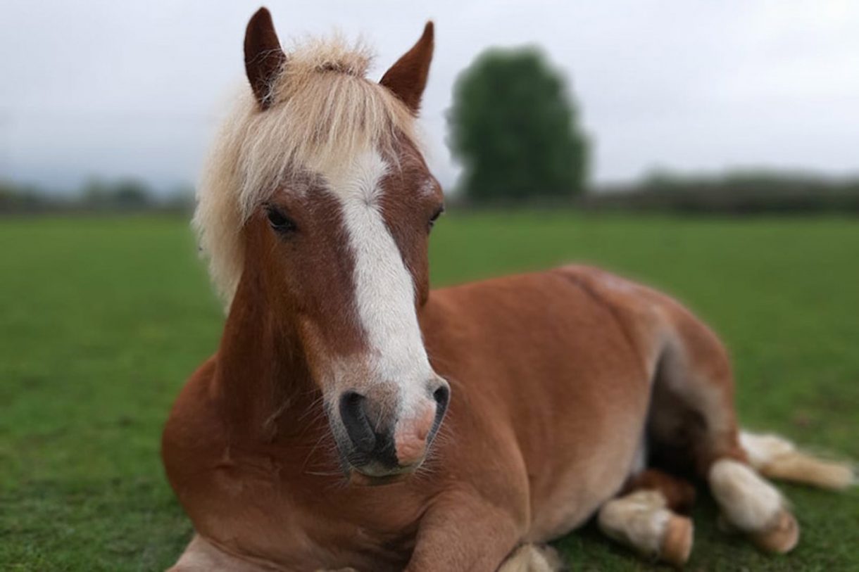 Riding for the Disabled pony loses eye in accident - Horse & Hound
