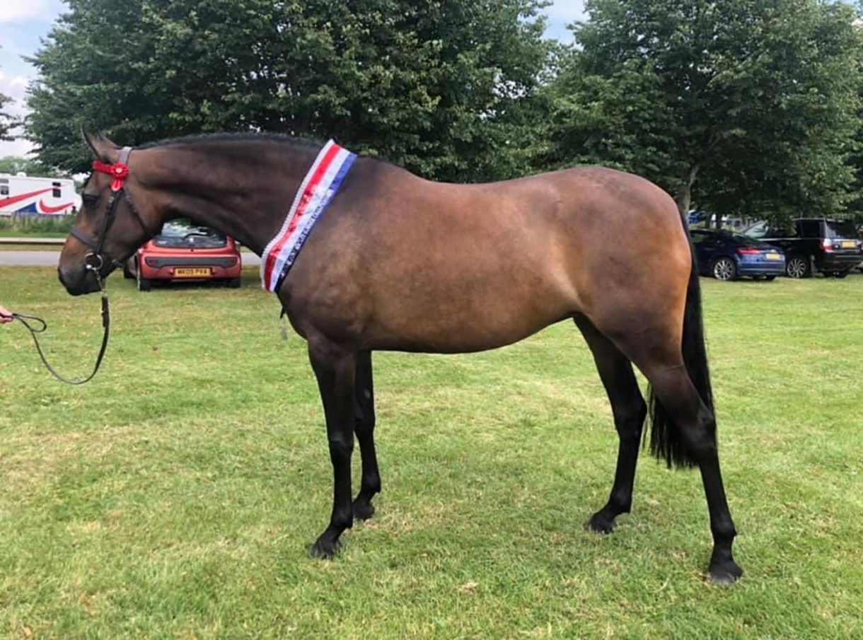 17 novice show horses to keep on your radar during 2022 - Horse & Hound