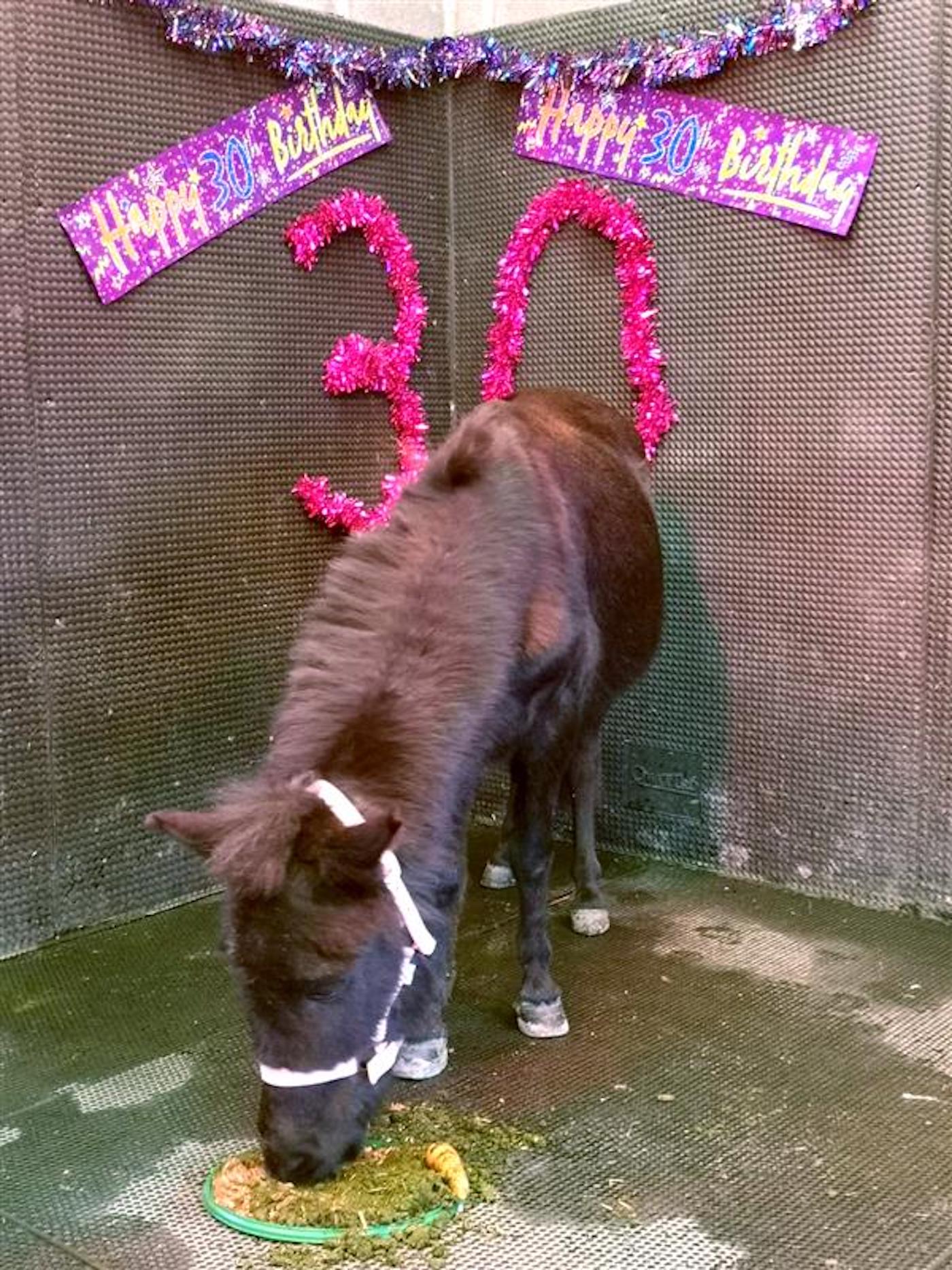 Mule celebrates 30th birthday by sharing cake with her friends
