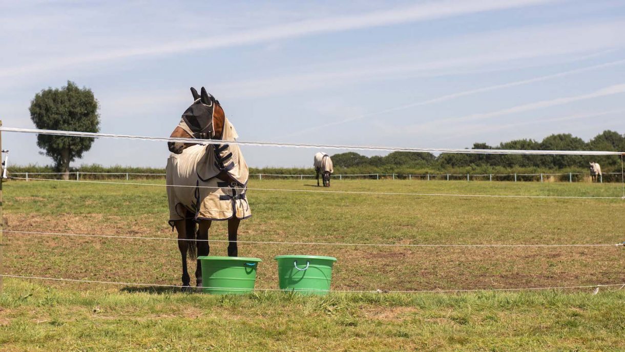 Research highlights positive impact alternative grazing systems