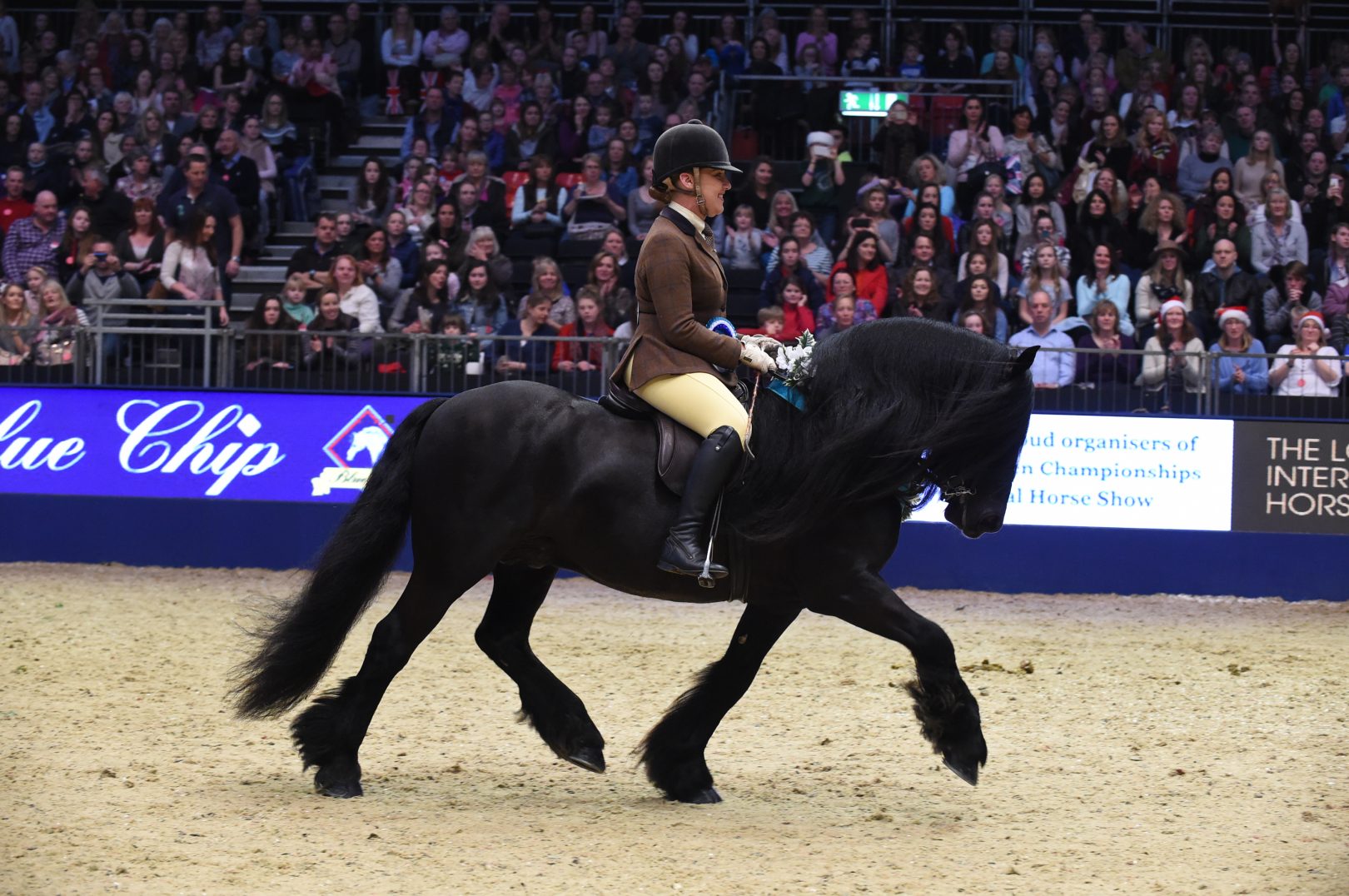 The Welsh section D: the ‘native cobs’ with power, action and presence ...