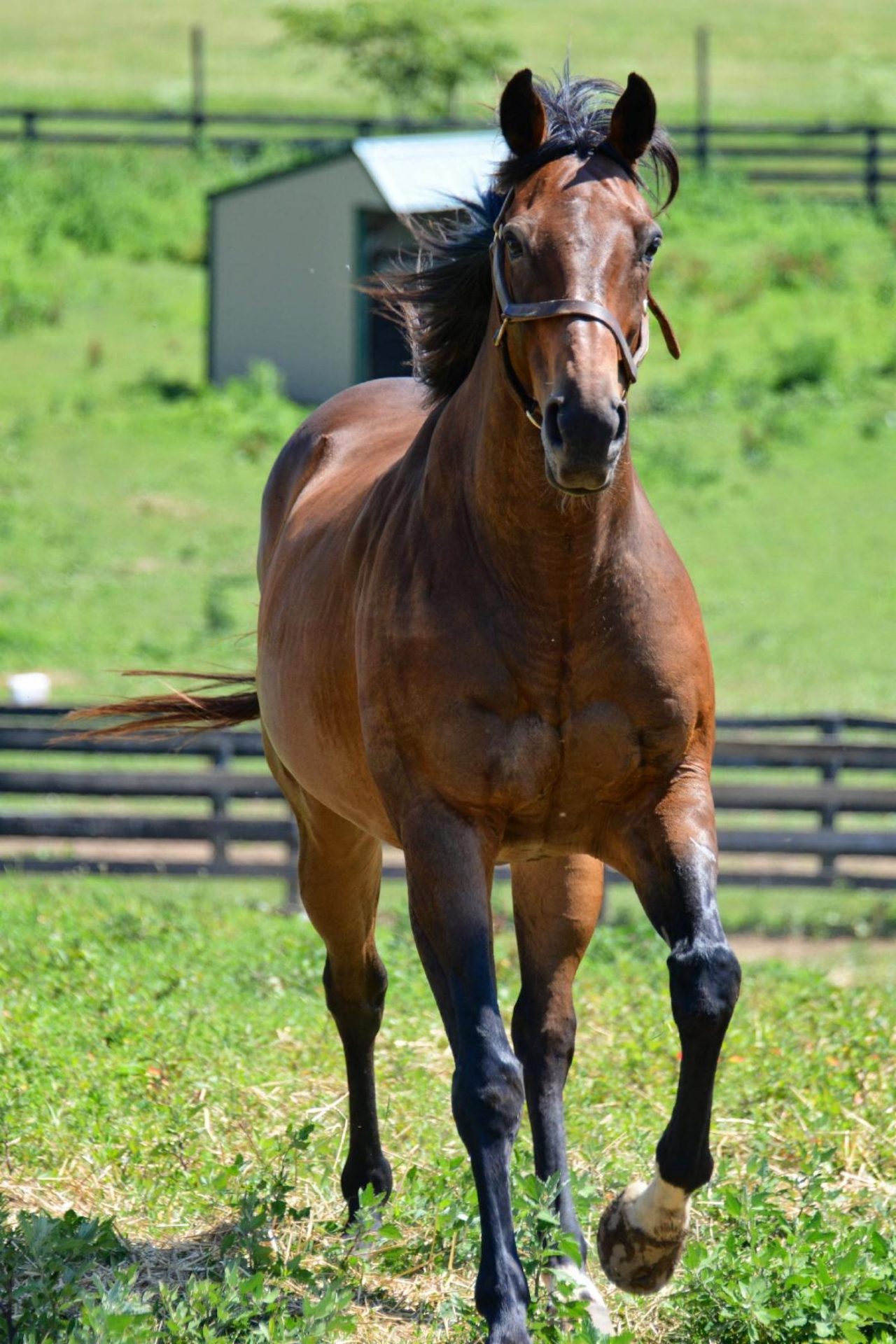 Horse who played Seabiscuit in popular movie dies age 24