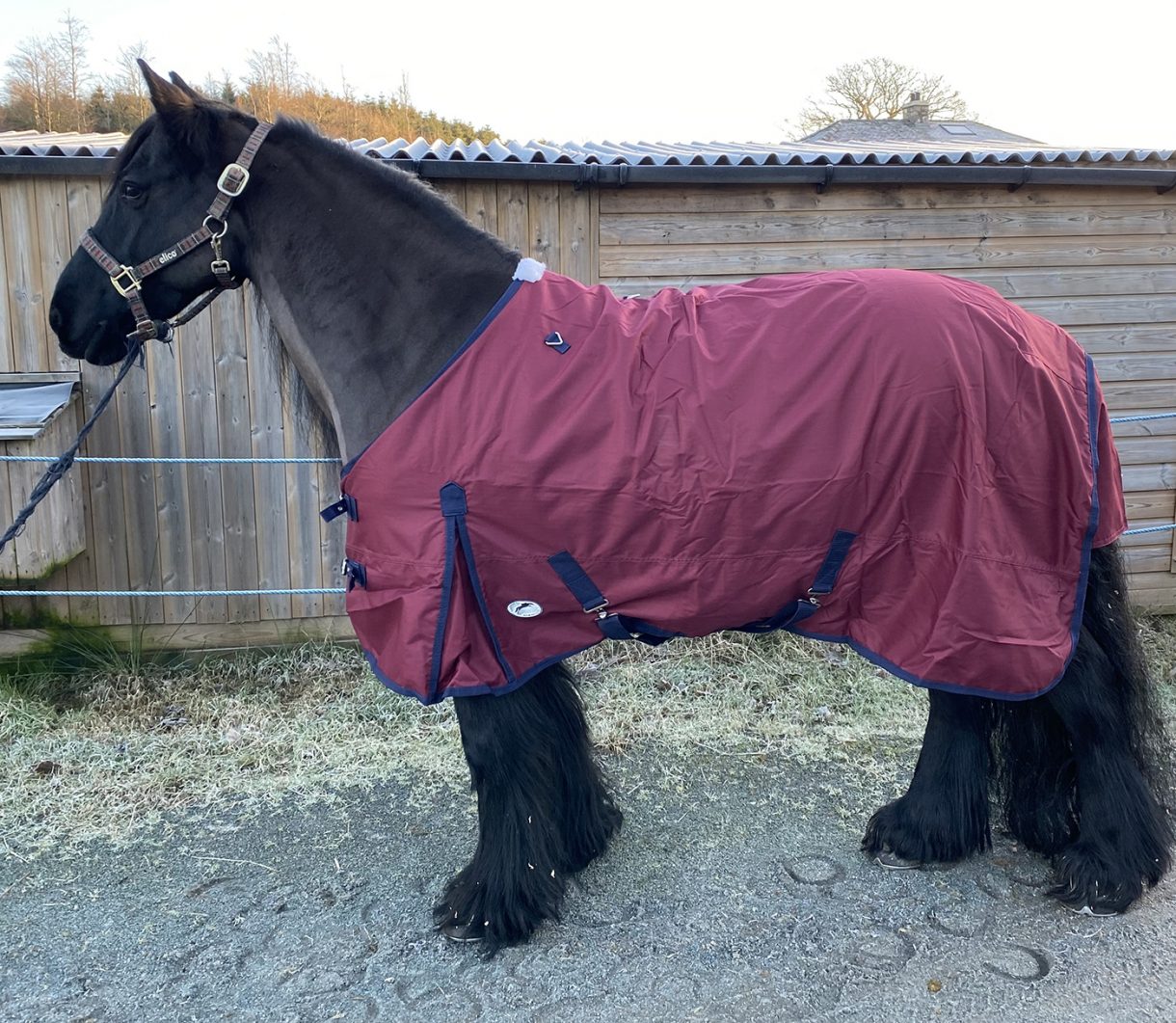 Best medium weight turnout rugs with up to 250g fill | Horse & Hound