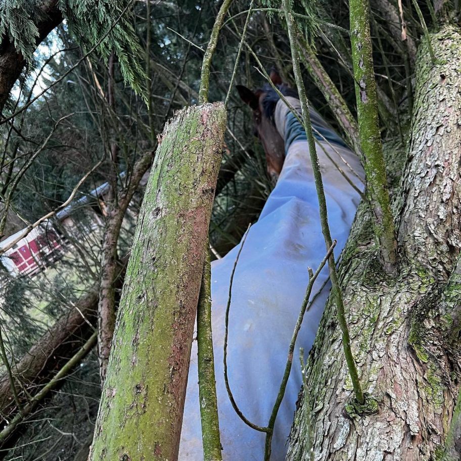Storm Eunice: horse trapped by fallen tree trunks rescued