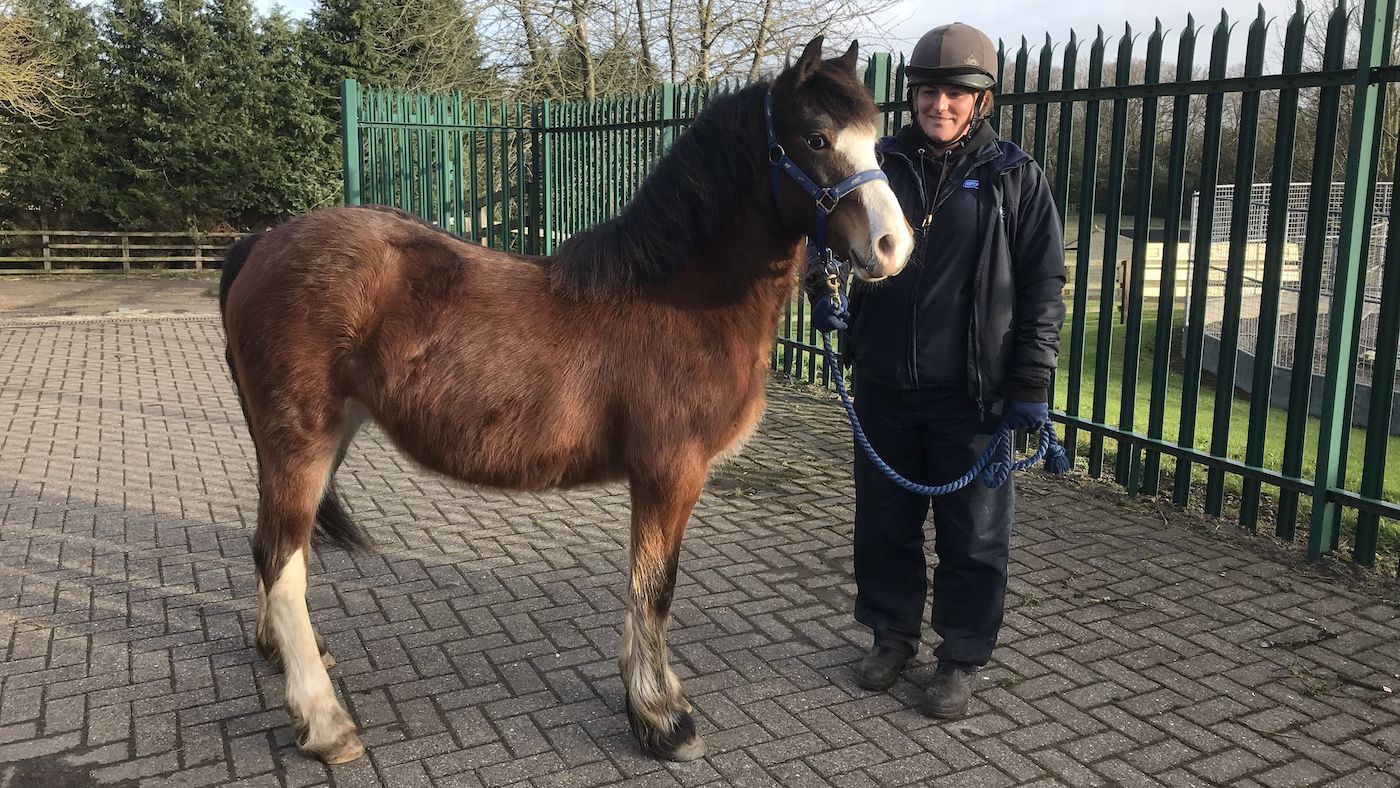 ‘Hours from death’: remarkable recovery of pony found collapsed in ...