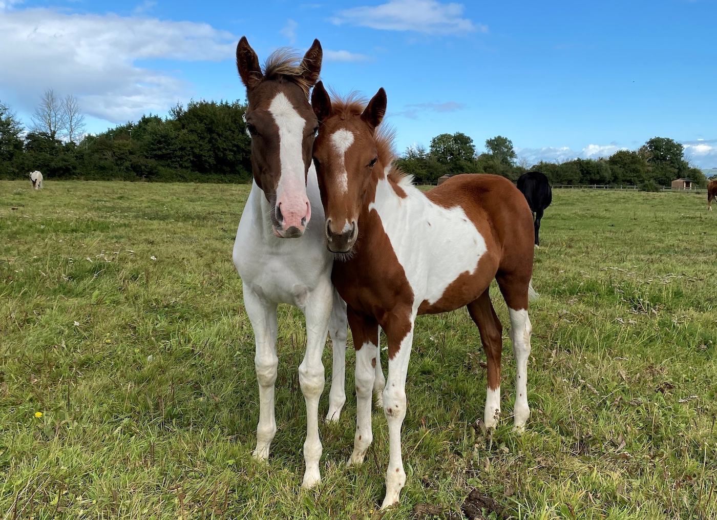 Two foals ‘will never know the cruelty and neglect that their mothers ...