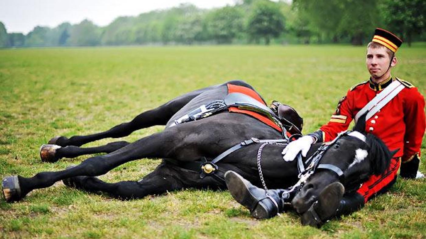 Household Cavalry veteran horse dies aged 29 - Horse & Hound