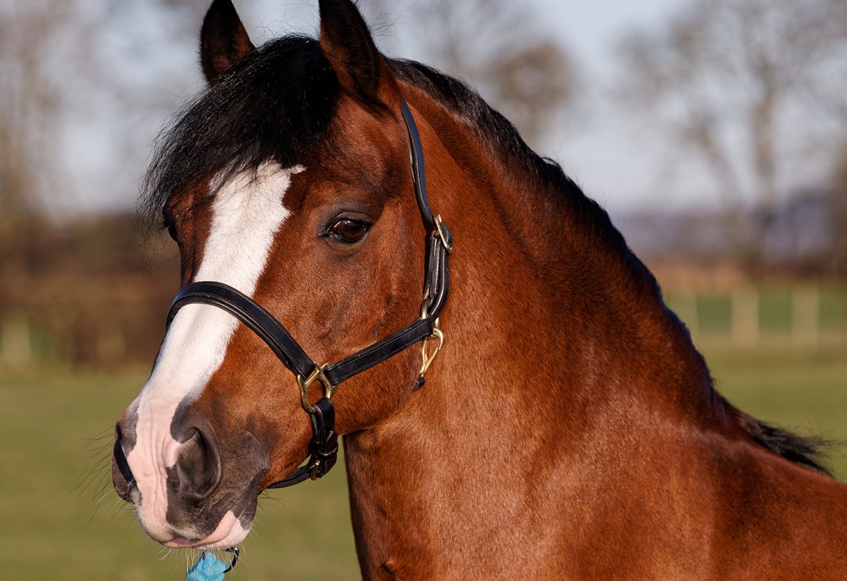 Native ponies: what were they bred for? - Horse & Hound