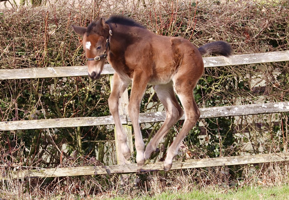 1 foal has the Friday feeling and 9 other great bits of horsey social ...