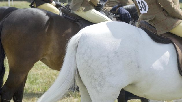 De-nerving, ‘flattening’ ponies, and other things the horse world is ...