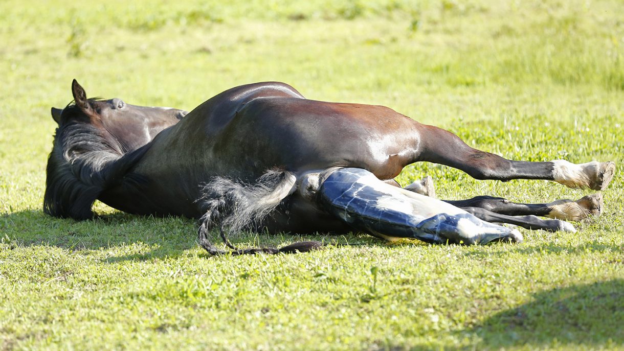 Foaling in horses: useful advice for first-timer horse breeders