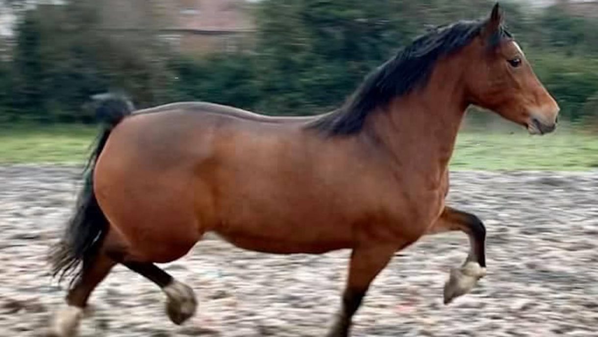 Foaling - Horse & Hound