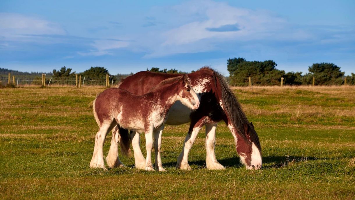 Welsh Pony and Cob Society - Horse & Hound