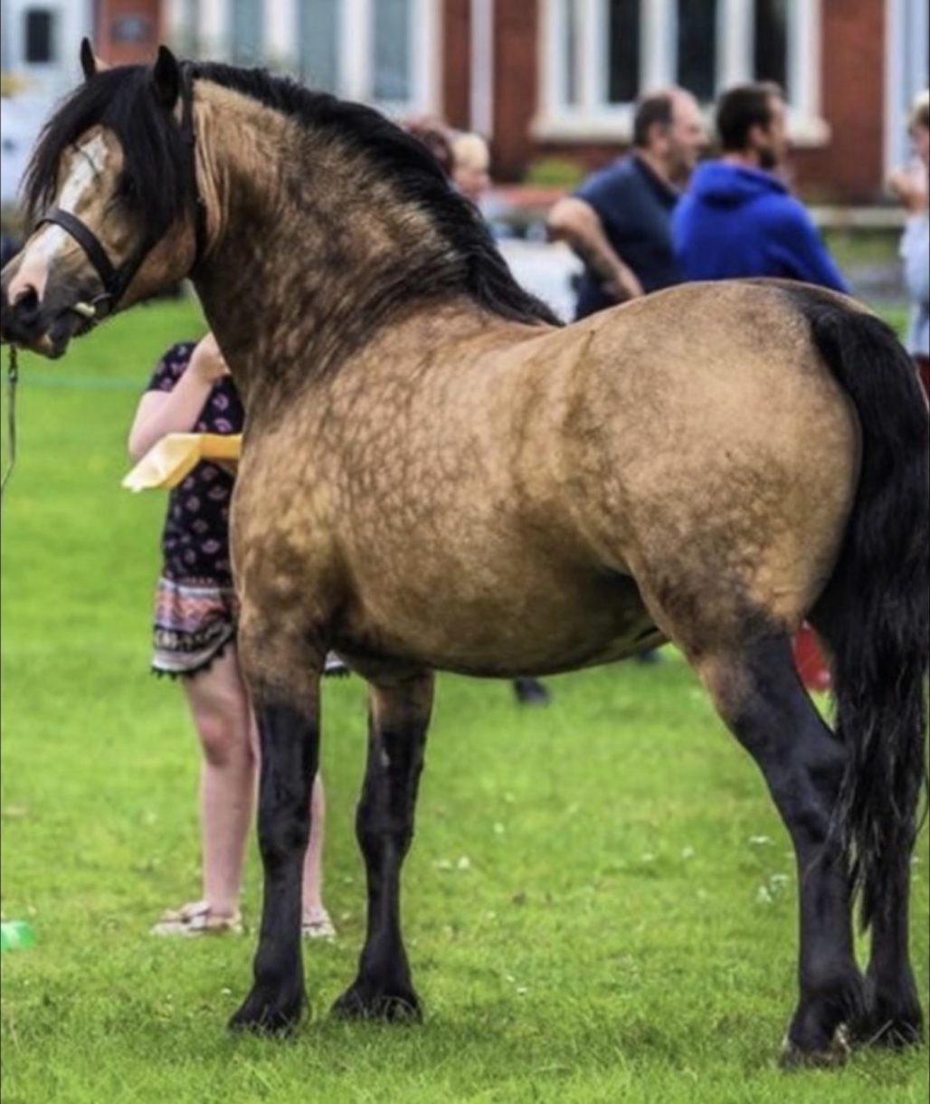 ‘Worth every single penny’: pony who fought off grass sickness makes ...