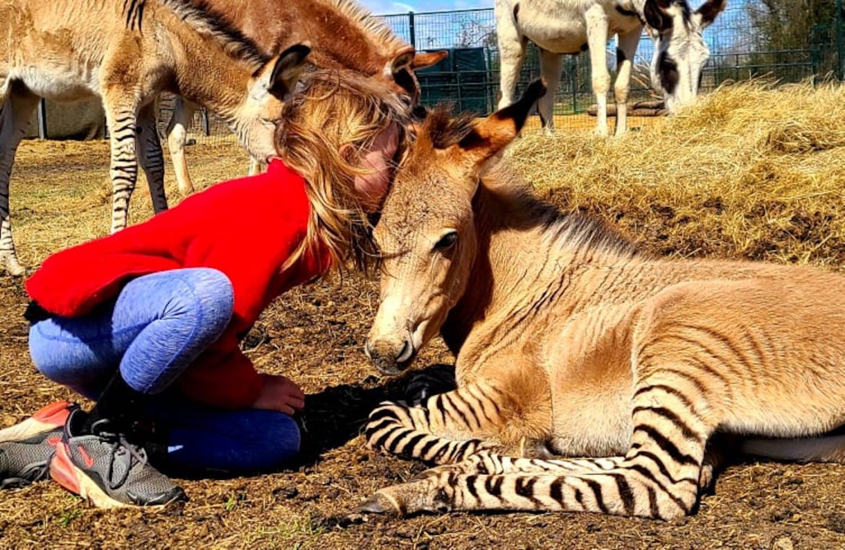Meet Echo – the singing stripe-legged zonkey from Texas - Horse & Hound