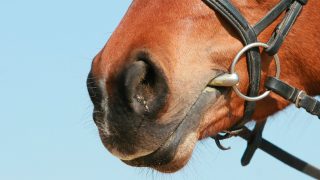How to measure a horse bit to ensure it fits correctly | Horse & Hound