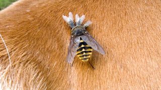 Horse flies: how to avoid them plus how to treat horse fly bites