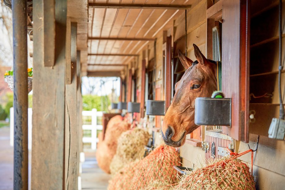 Behind the scenes at Kellythorpe Stud | Horse & Hound