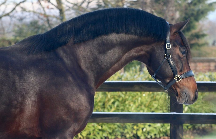 Stallions in Britain that breeders need on their radar in 2024