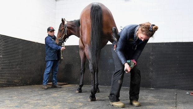 Mark Johnston racing: take a tour round this top Flat yard